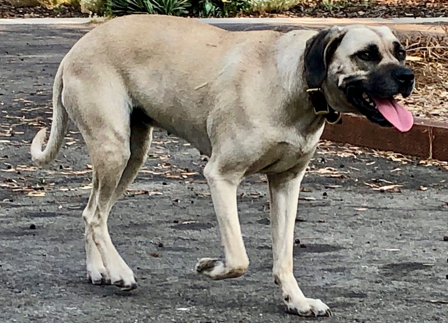 Black Mouth Cur Registries, Titles & Bloodlines - Northern California ...